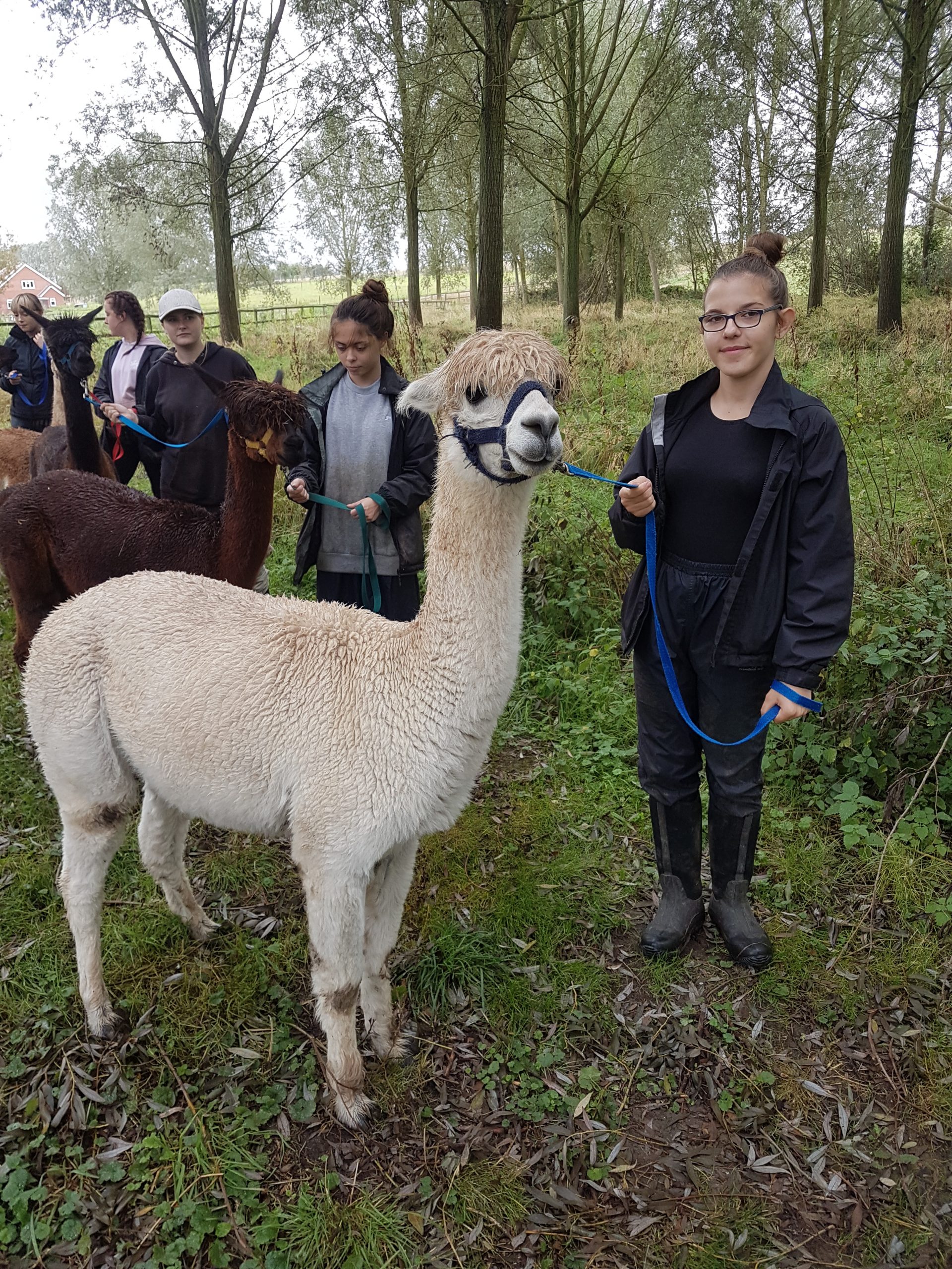 Alpaca Walking Experiences Blackwater Alpacas & Pygmy Goats