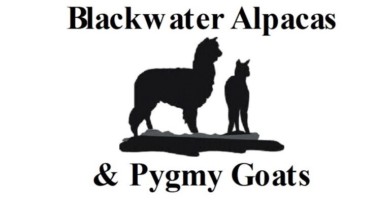 Blackwater Alpacas & Pygmy Goats - Alpaca Walking Experiences