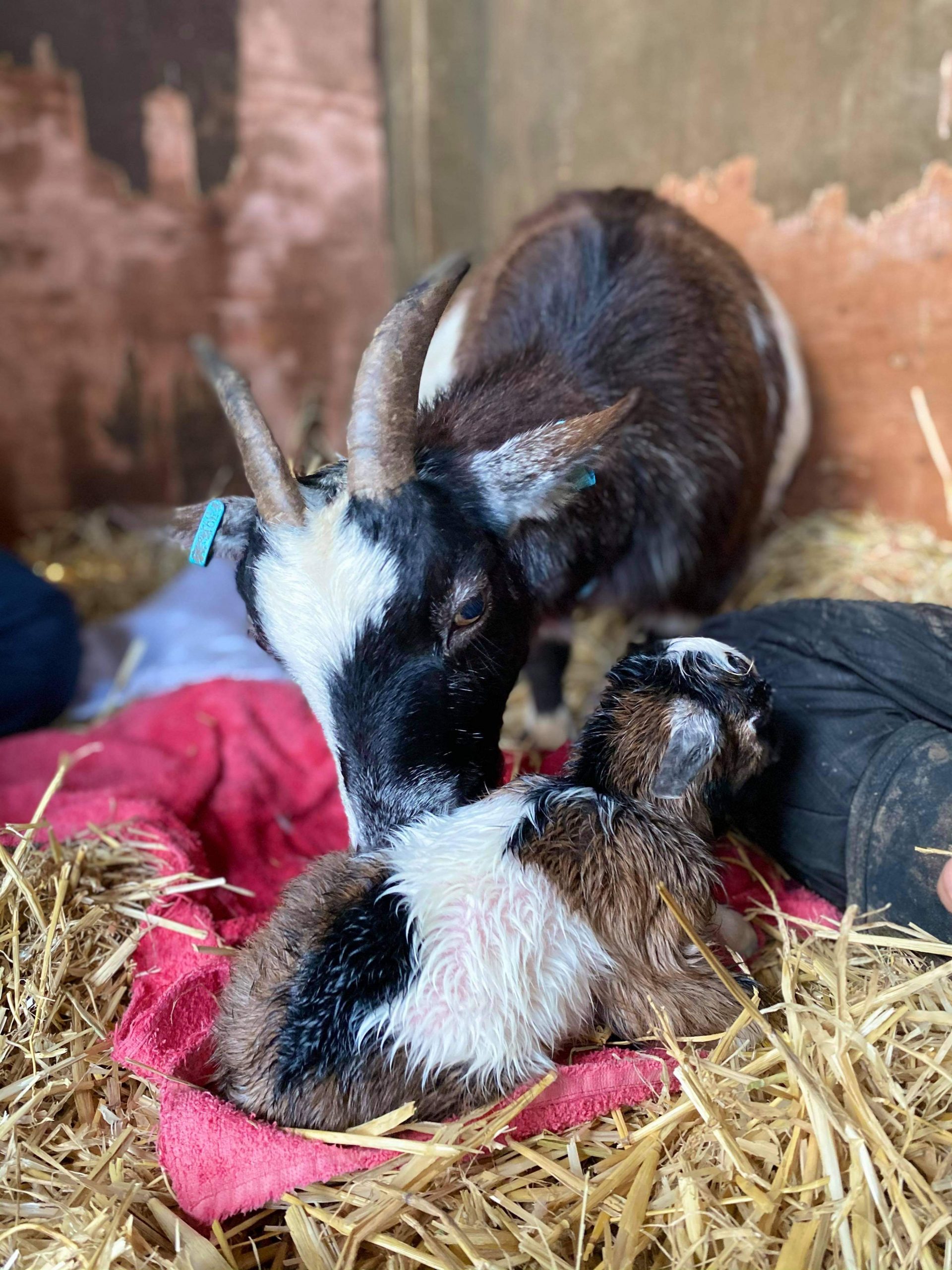 Blackwater Alpacas & Pygmy Goats - Alpaca Walking Experiences